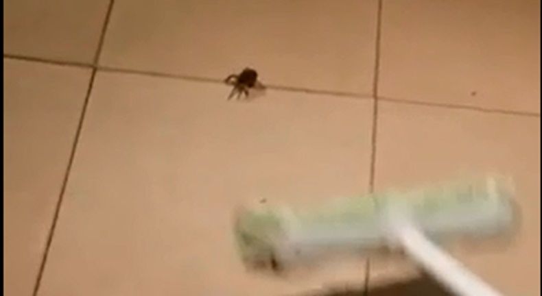 Video: After watching this, you'll never step on a spider again - JOE.co.uk