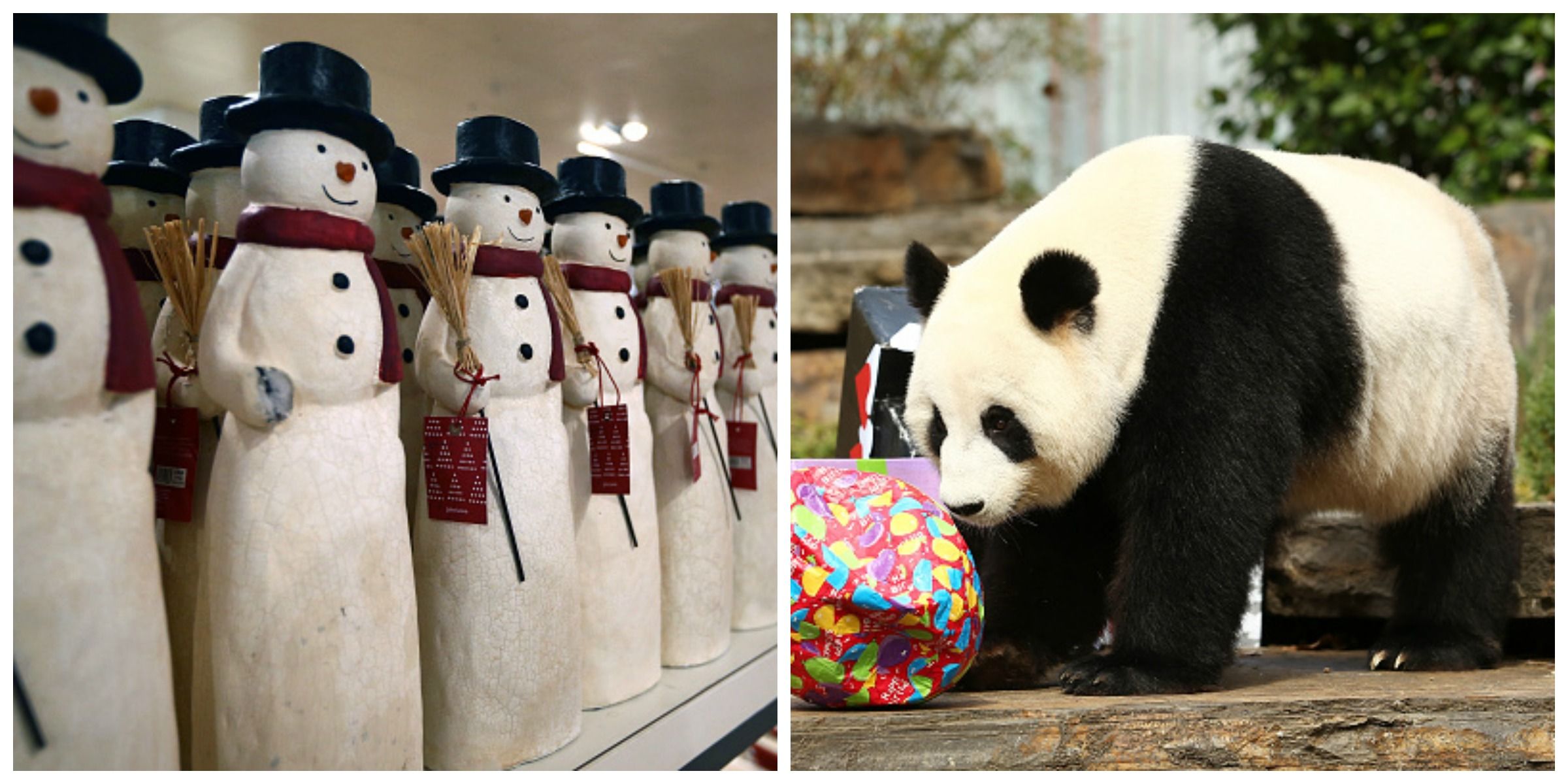 PIC: The Internet is going mad trying to find the panda in this picture ...