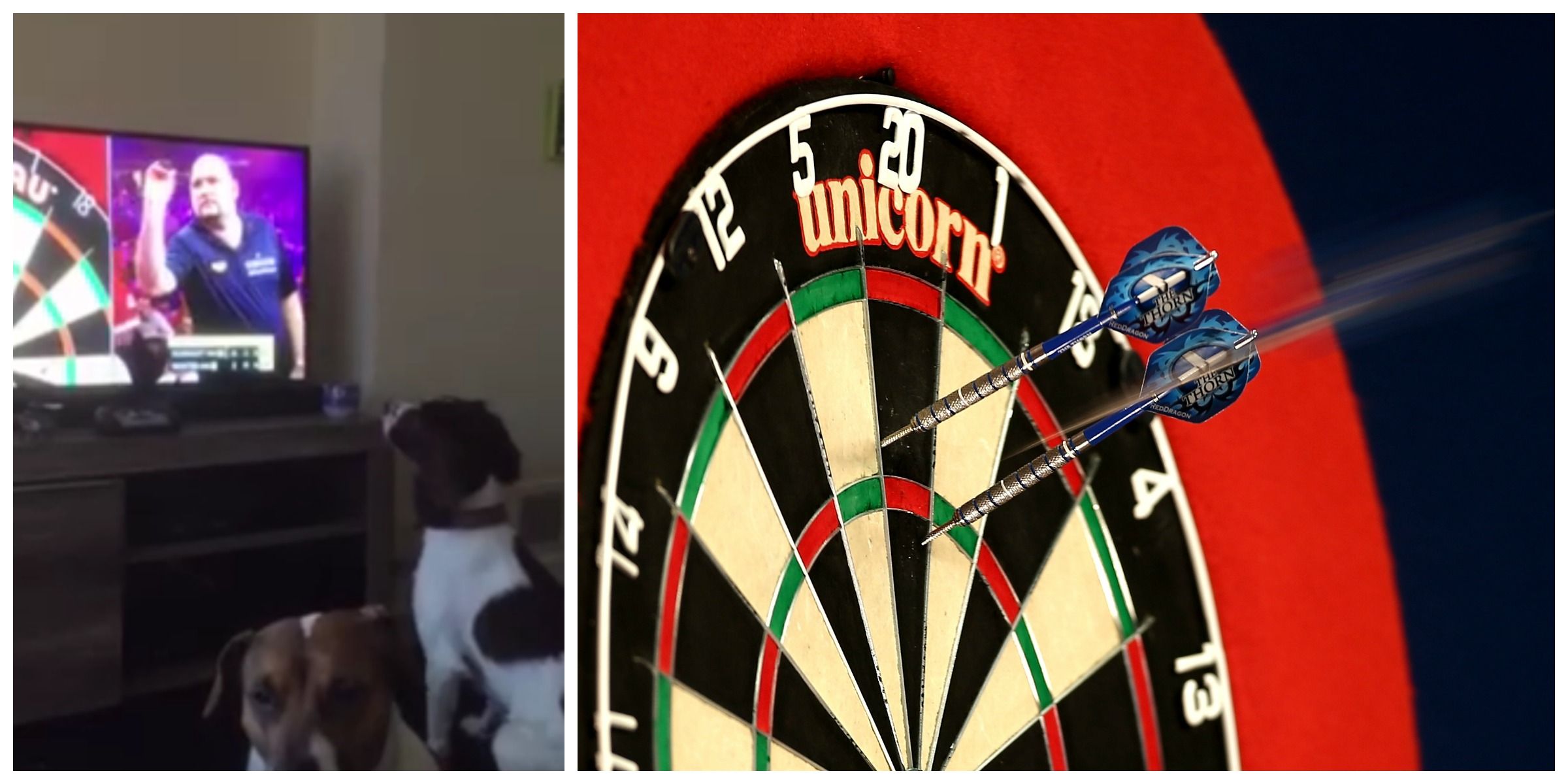Adorable darts-loving dog is confused by how TVs work (Video) - JOE.co.uk