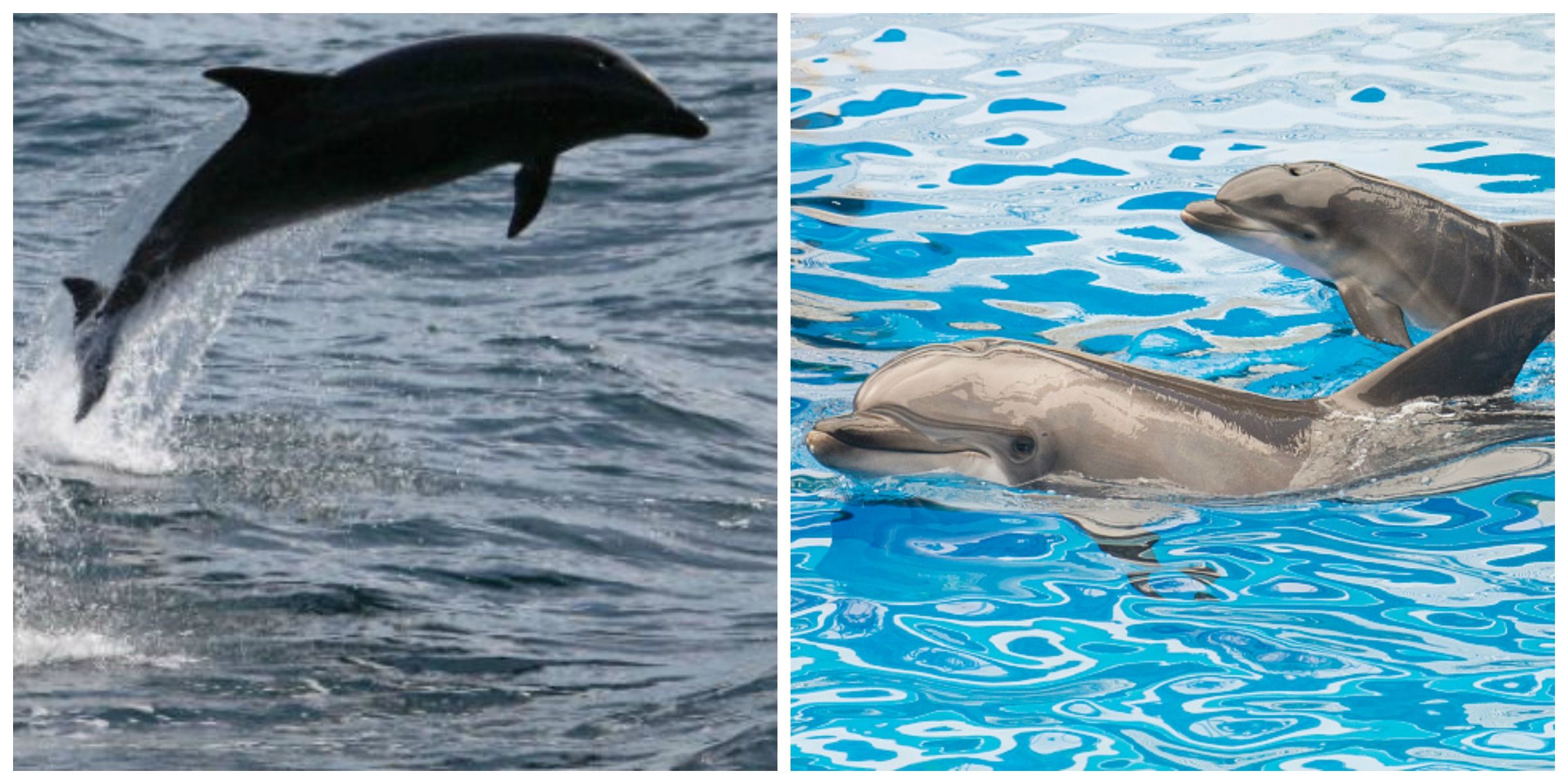 Dolphin dies after beach-goers grab it for selfies - JOE.co.uk