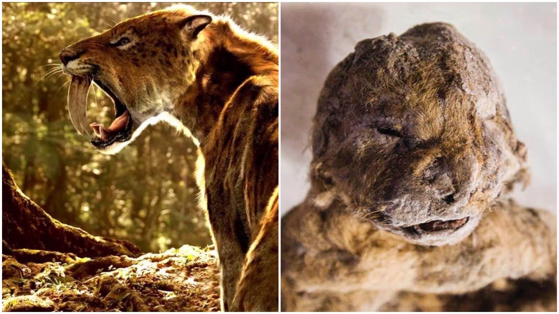 PICS: Scientists plan to clone extinct Siberian cave lion - JOE.co.uk
