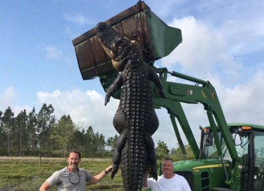 This massive cattle-eating alligator shot dead on a Florida farm is ...