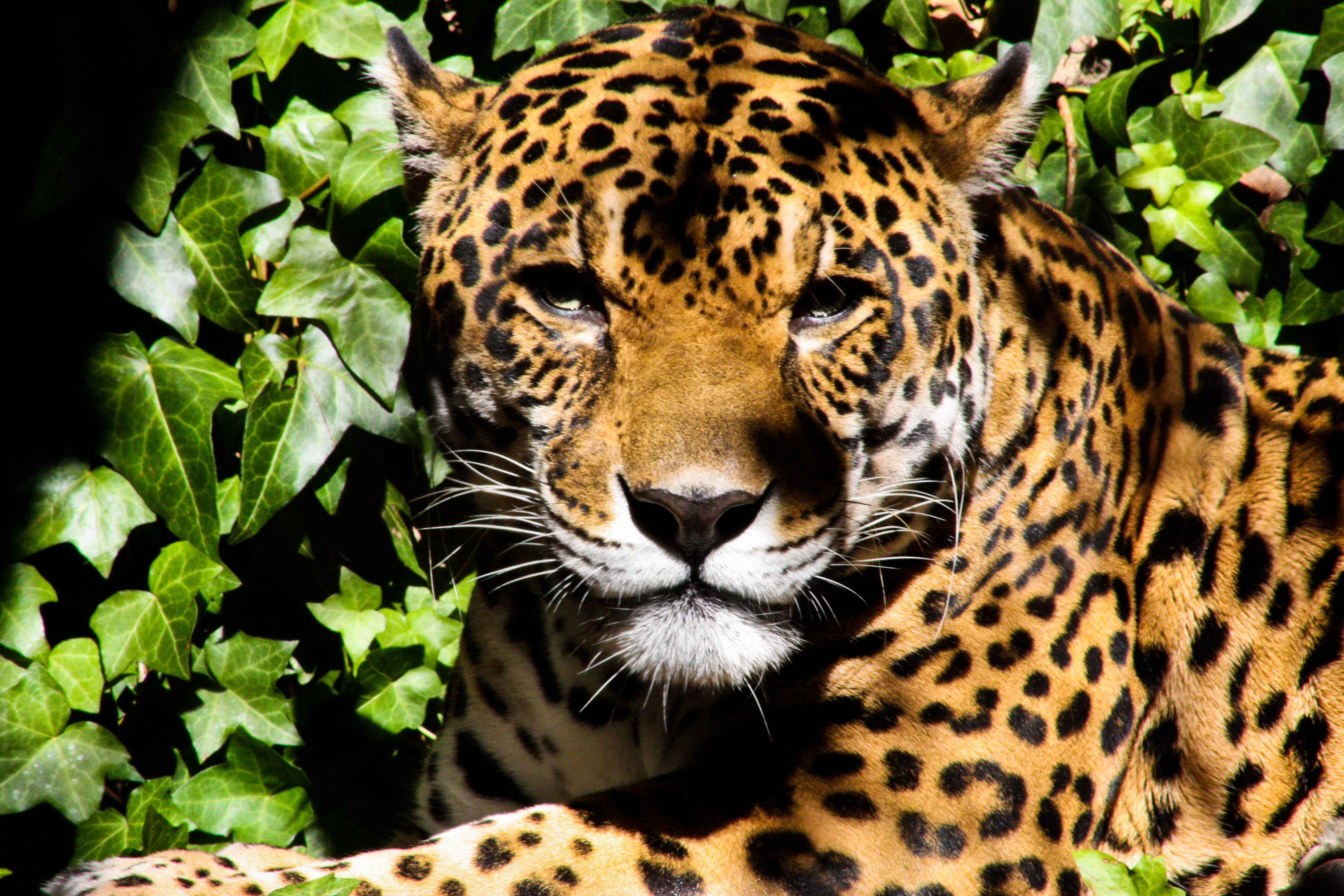 Jaguar shot dead by Brazilian soldier after taking part in Olympic ...