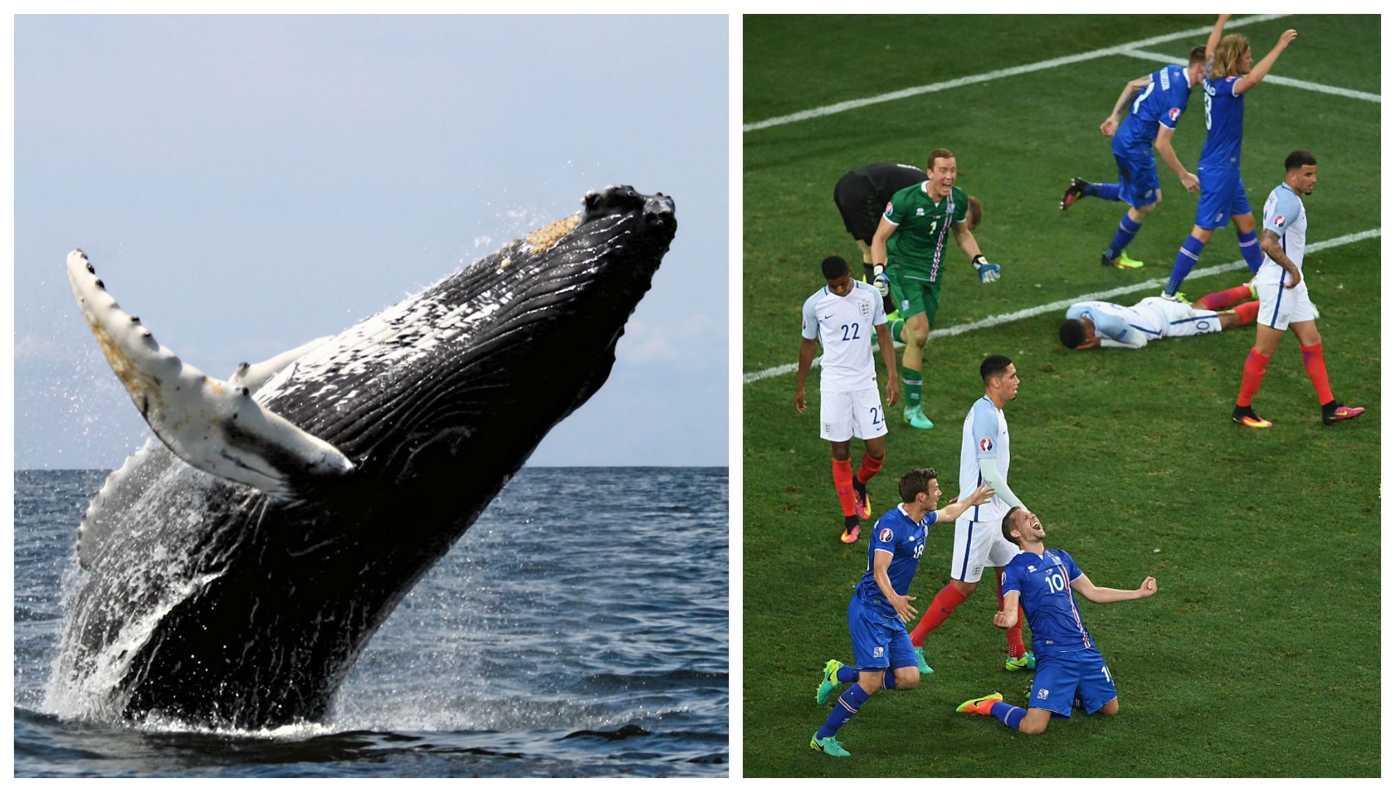 England players can look forward to a whale watching trip following ...