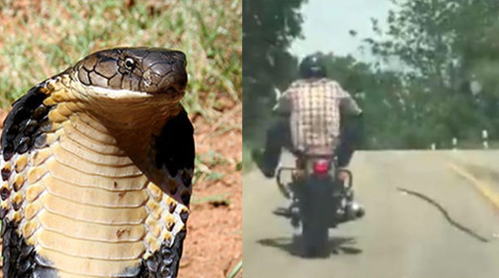 Watch the terrifying moment a snake lunges at a passing motorcyclist ...