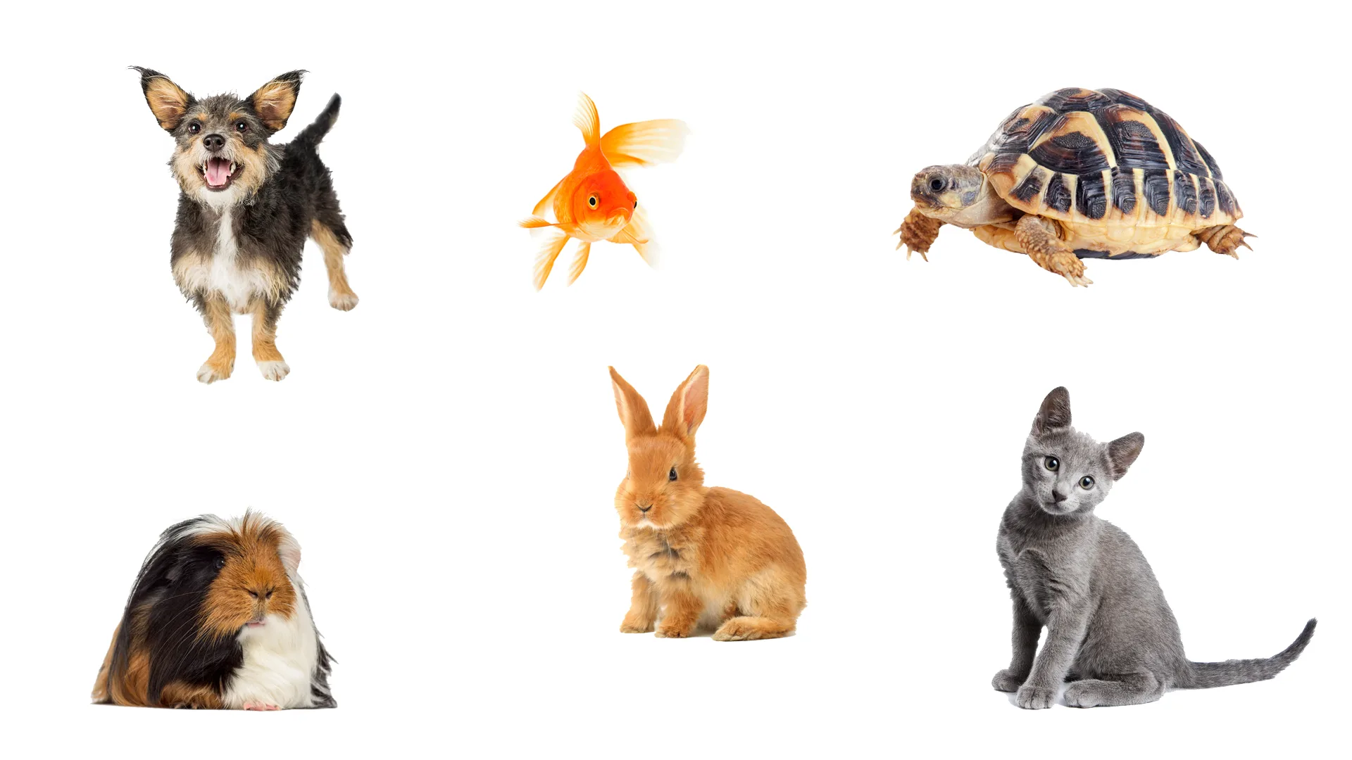 The definitive ranking of every household pet from worst to best - JOE ...