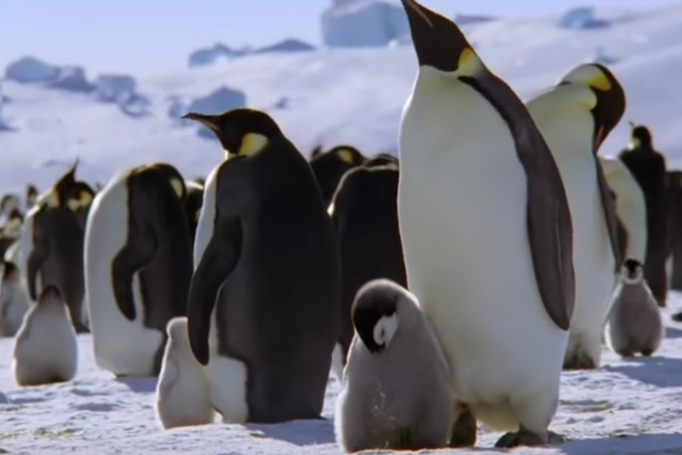 David Attenborough's next Dynasties documentary on emperor penguins ...