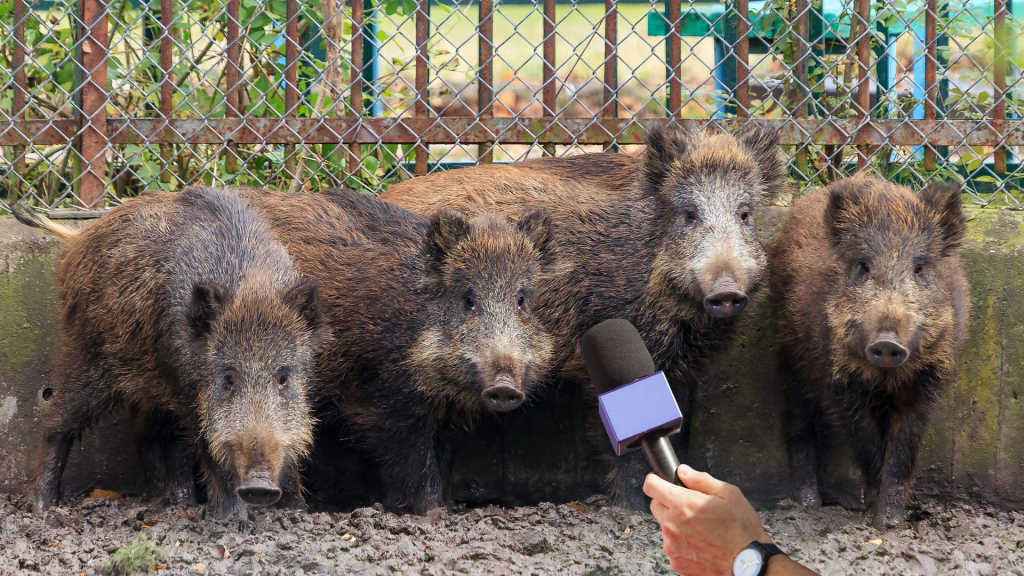 Exclusive interview with 30-50 feral hogs - JOE.co.uk