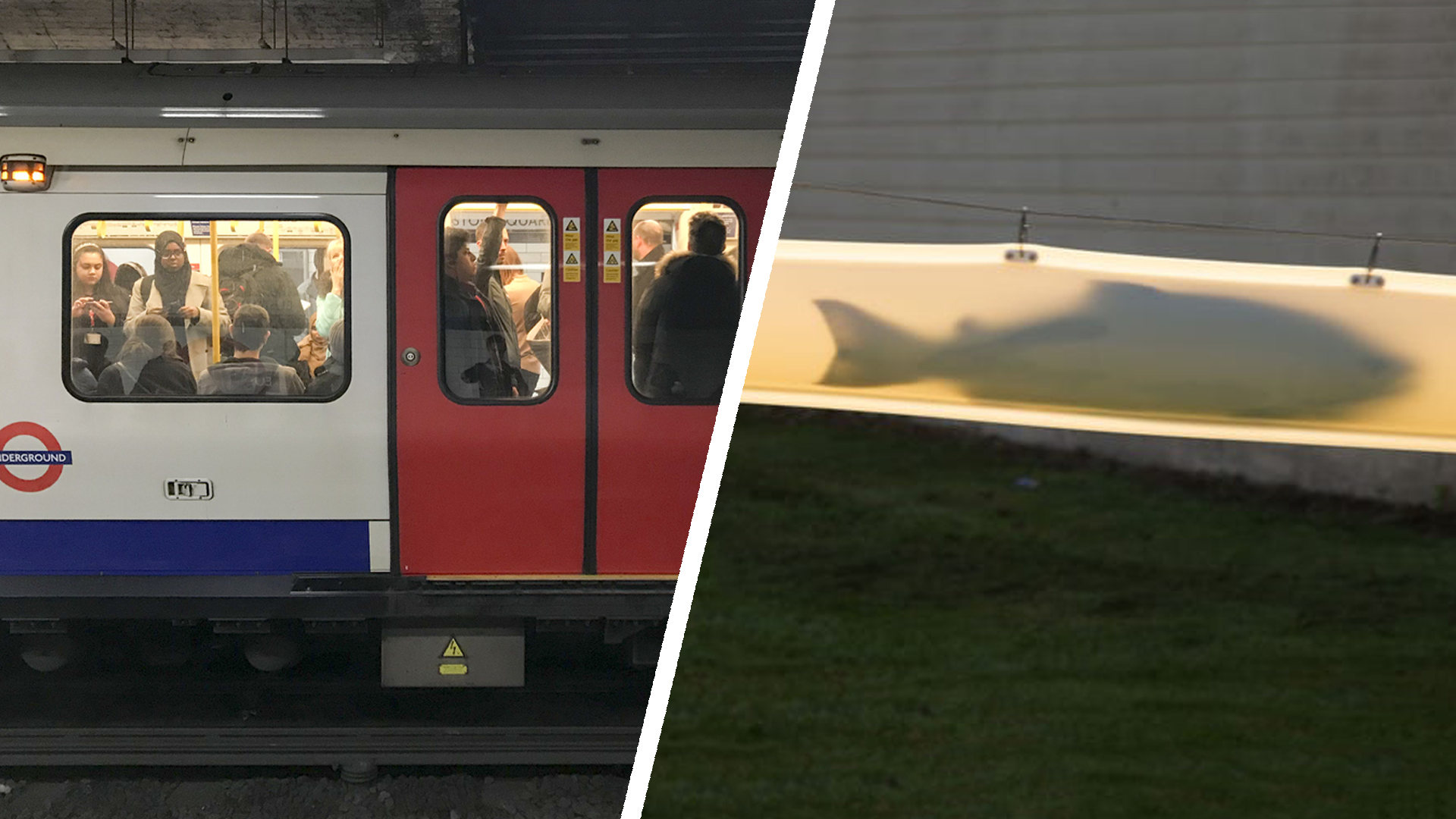 Which is the best way to commute - Underground Tube or fish tube? - JOE ...