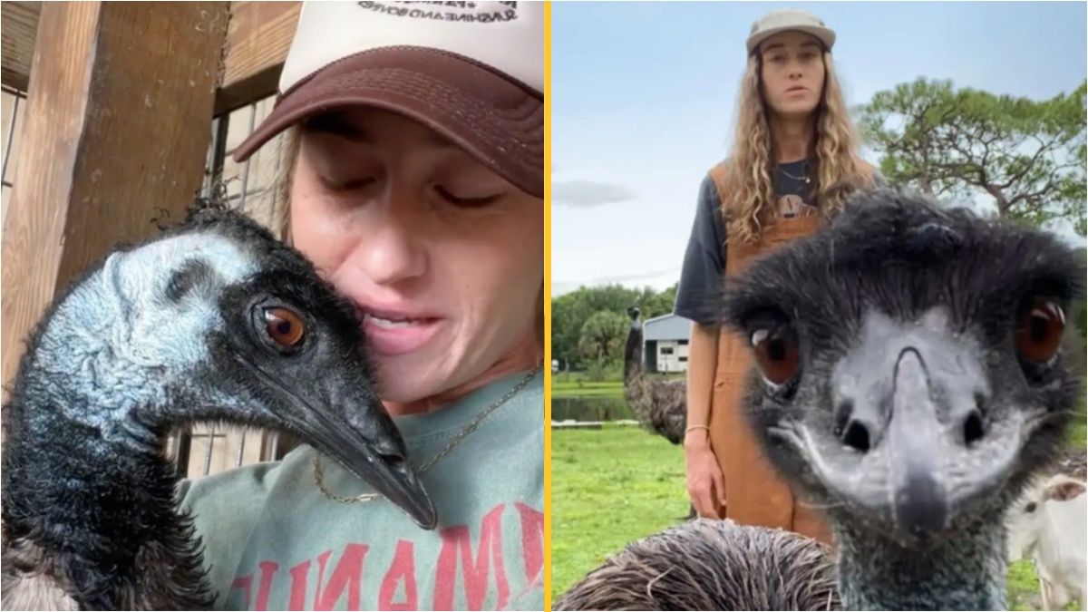 Internet sensation Emmanuel the Emu left fighting for his life after ...
