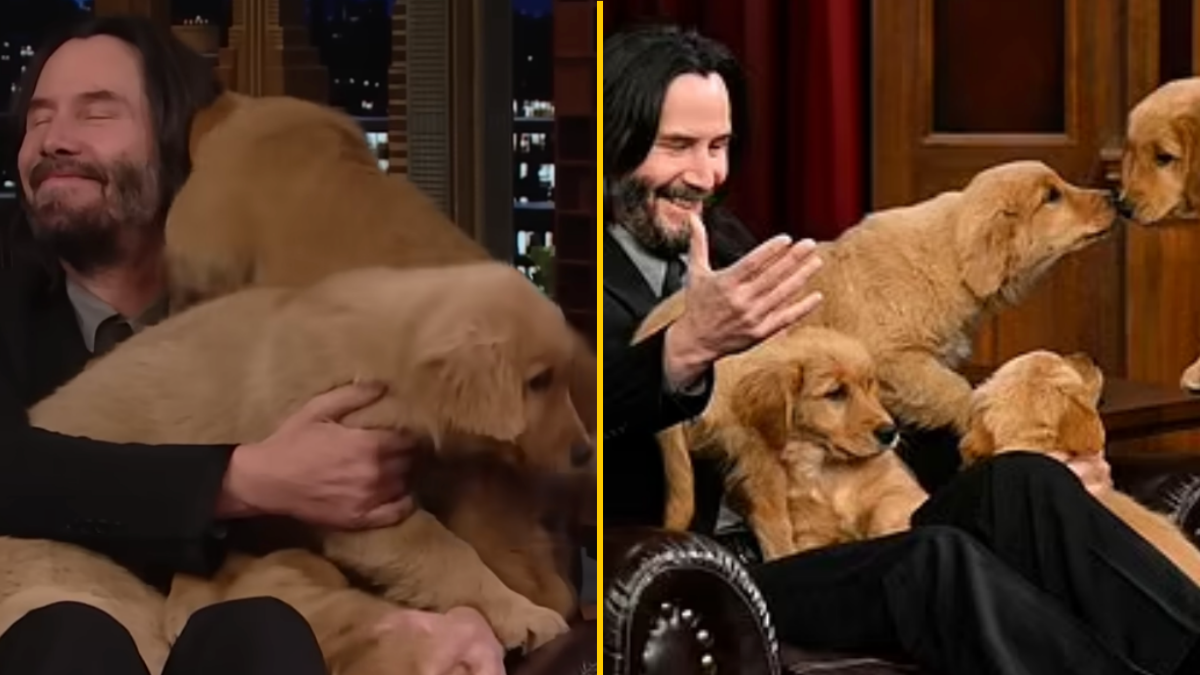 Keanu Reeves cuddles up with adorable puppies during TV interview - JOE ...