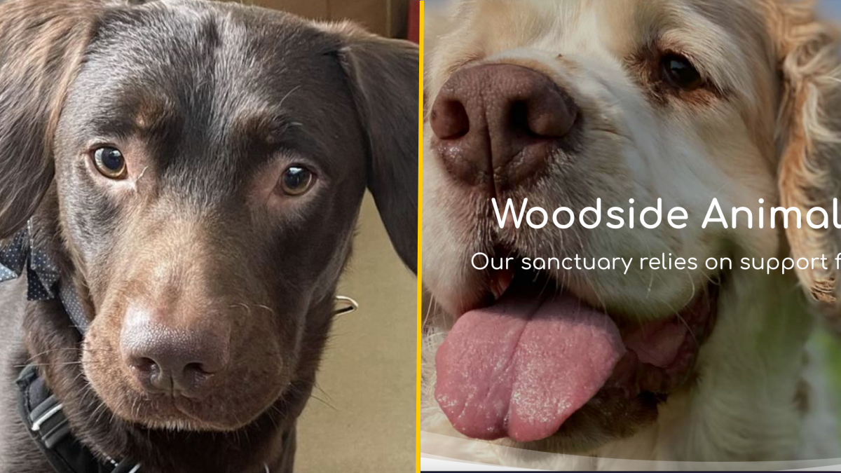 'Alcoholic' dog becomes the first to be treated for addiction - JOE.co.uk