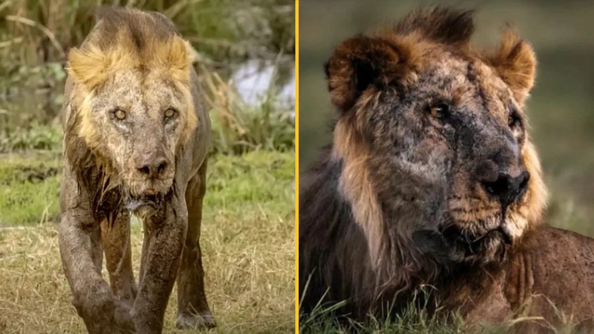 'World's oldest lion' dies after being speared to death in wildlife park
