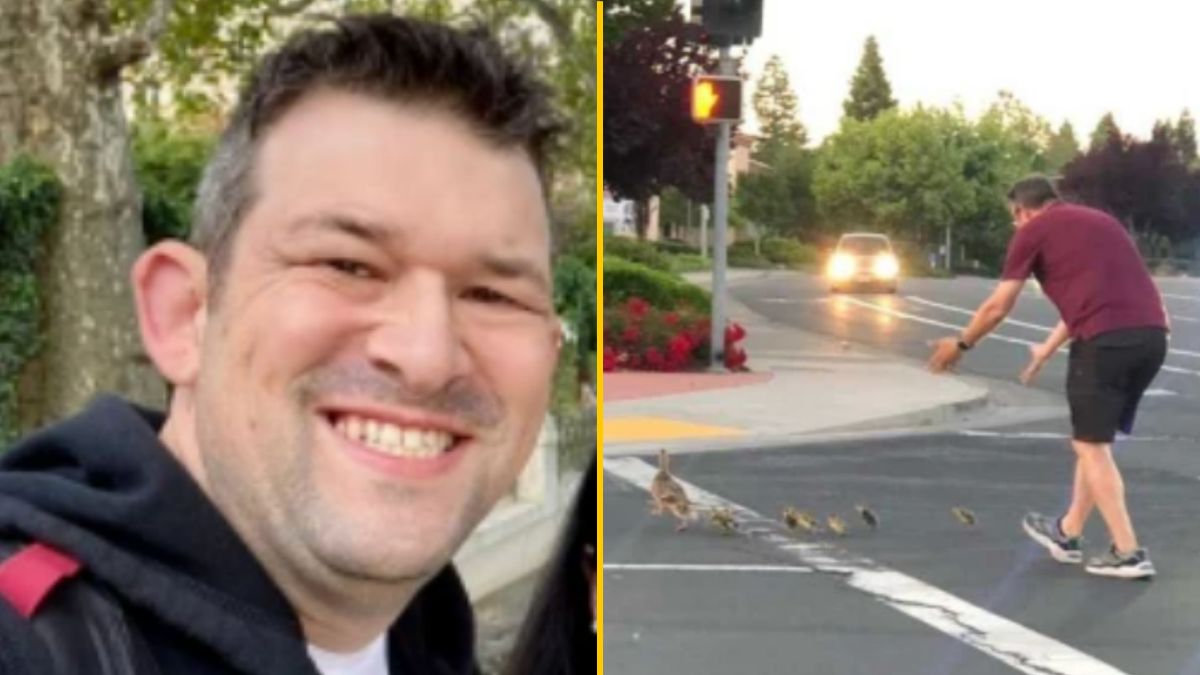 Dad killed by car while helping family of ducks cross the road named ...