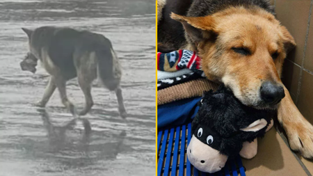 German Shepherd spotted alone in the rain clutching toy is finally ...