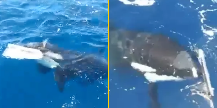 Boat Captain Twice Ambushed By Killer Whales Says They Knew Exactly