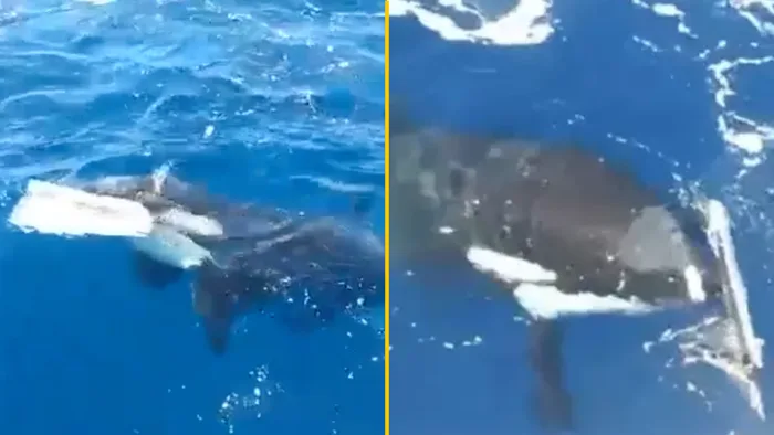 Boat captain twice ambushed by killer whales says 'they knew exactly ...