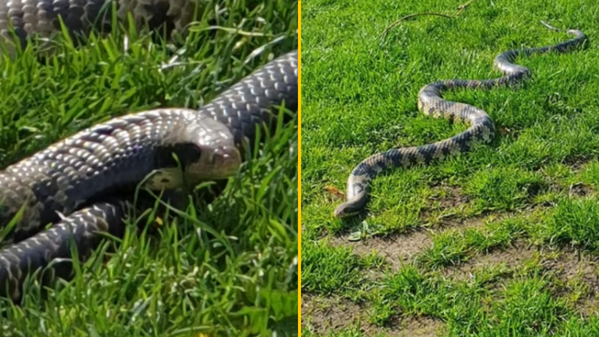 Grandad finds snake in his Aldi broccoli - JOE.co.uk