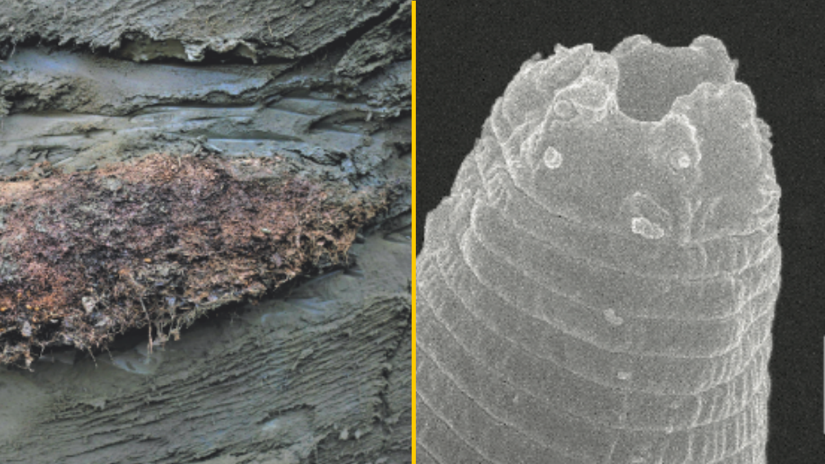 Scientists have resurrected a 46,000-year-old parasite frozen in ...