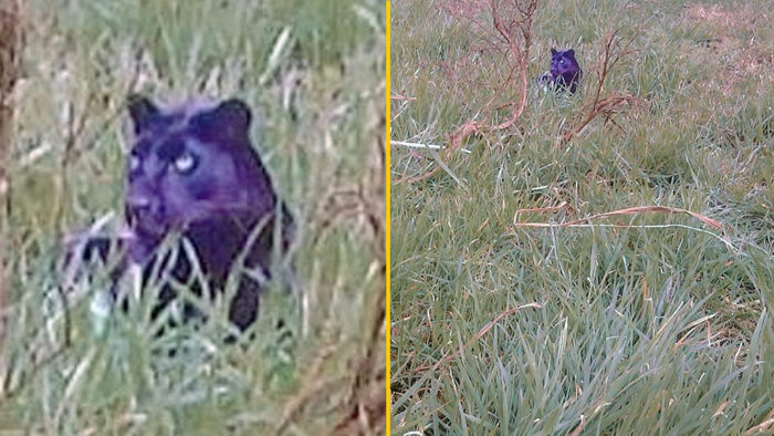 Image surfaces 'proving' big cat predator is prowling around UK ...