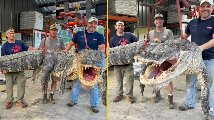 Huge alligator weighing 57 stone sets record and leaves hunters ...