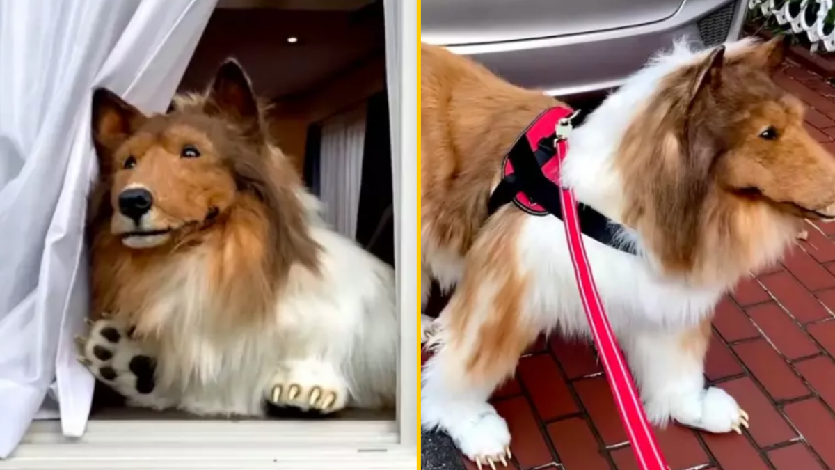 Man who spent £12k to look like dog says people are 'misinformed' about ...