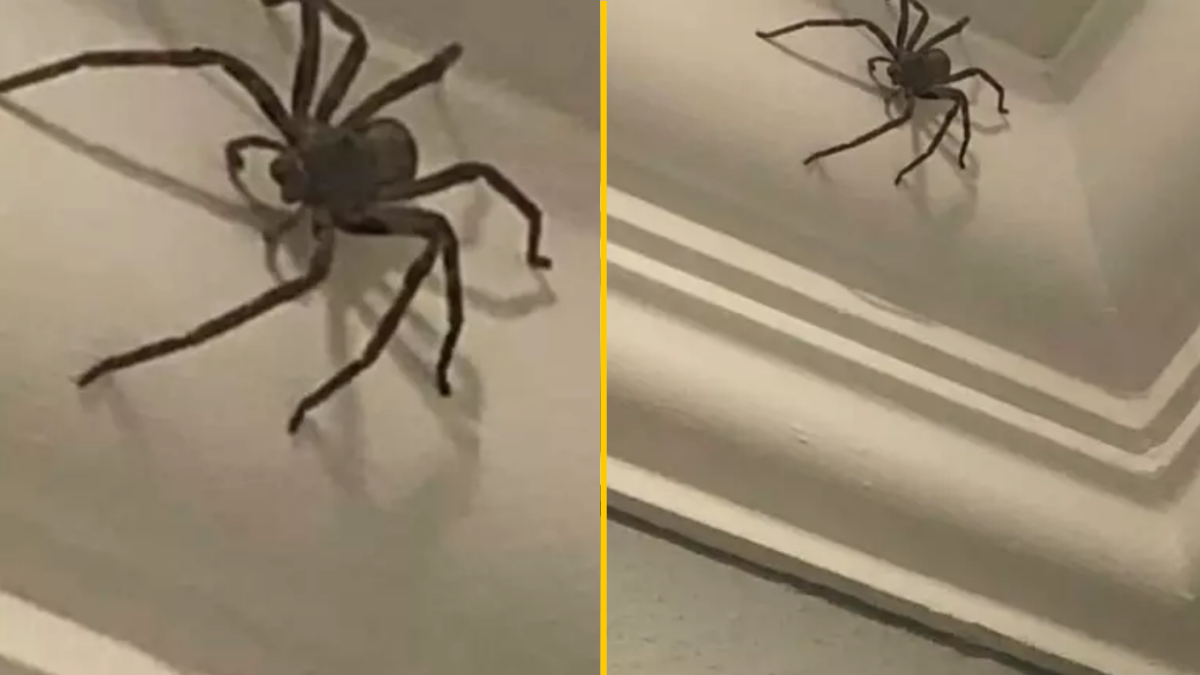 'Zombie spiders' infected by fungus found in UK - JOE.co.uk