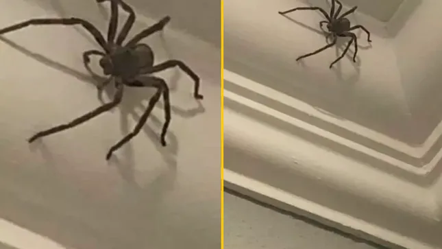 Thousands of rare spiders the size of rats released across the UK - JOE ...