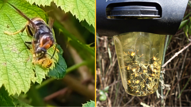 Warning issued to Brits over 'deadly insect' stalking gardens feeding ...