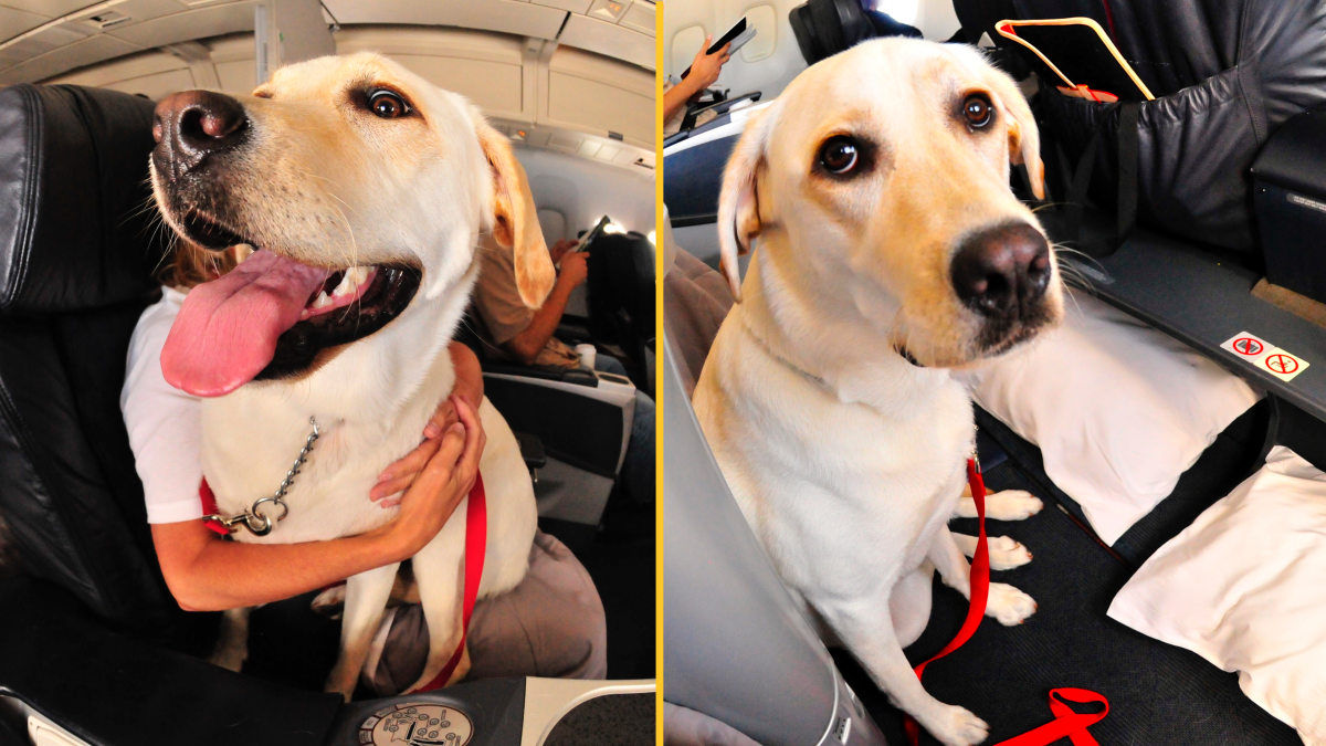 Couple demand refund after being seated next to ‘snorting, farting’ dog ...