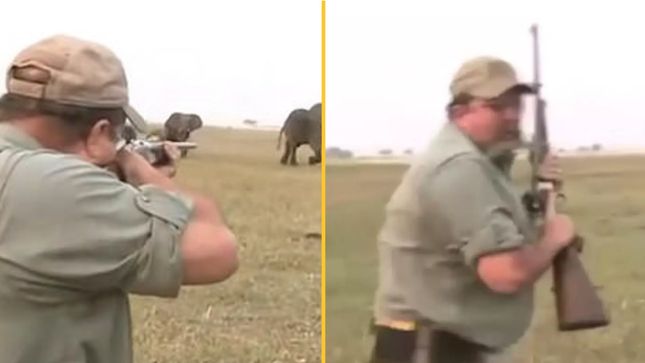 Elephants charge at hunters after one of herd is shot dead