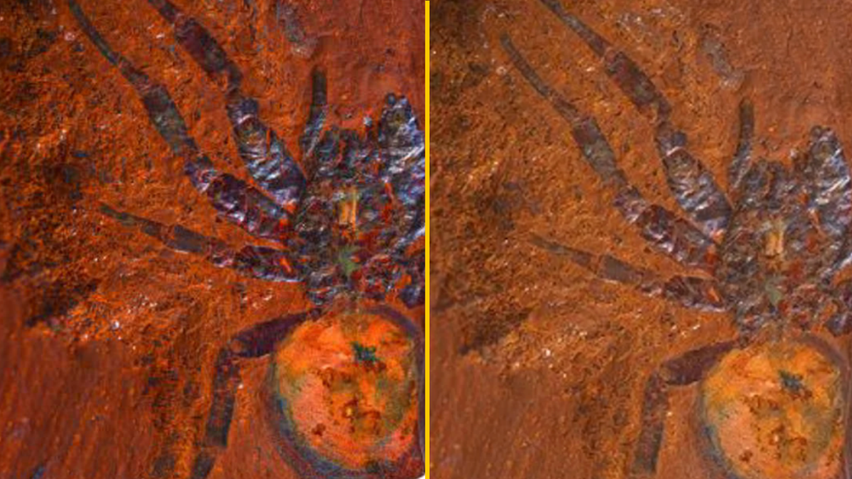 Scientists find 'giant' dinosaur spider fossil in Australia - JOE.co.uk Scientists find 'giant' dinosaur spider fossil in Australia - JOE.co.uk
