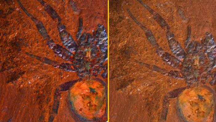 Scientists find 'giant' dinosaur spider fossil in Australia - JOE.co.uk