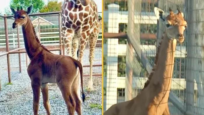World's only spotless giraffe has finally been given a name