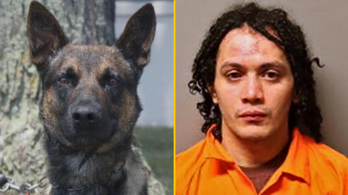 Yoda the police dog unveiled as hero who took down killer who escaped ...