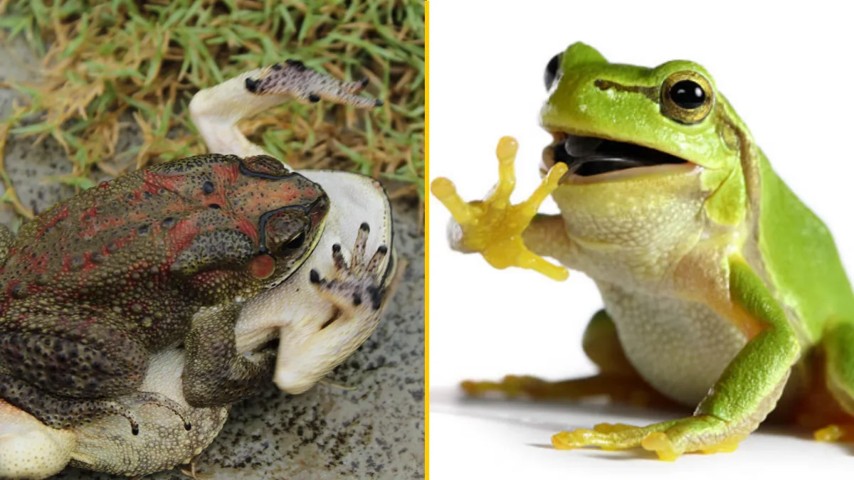 Female frogs fake their own death to avoid unwanted attention from ...