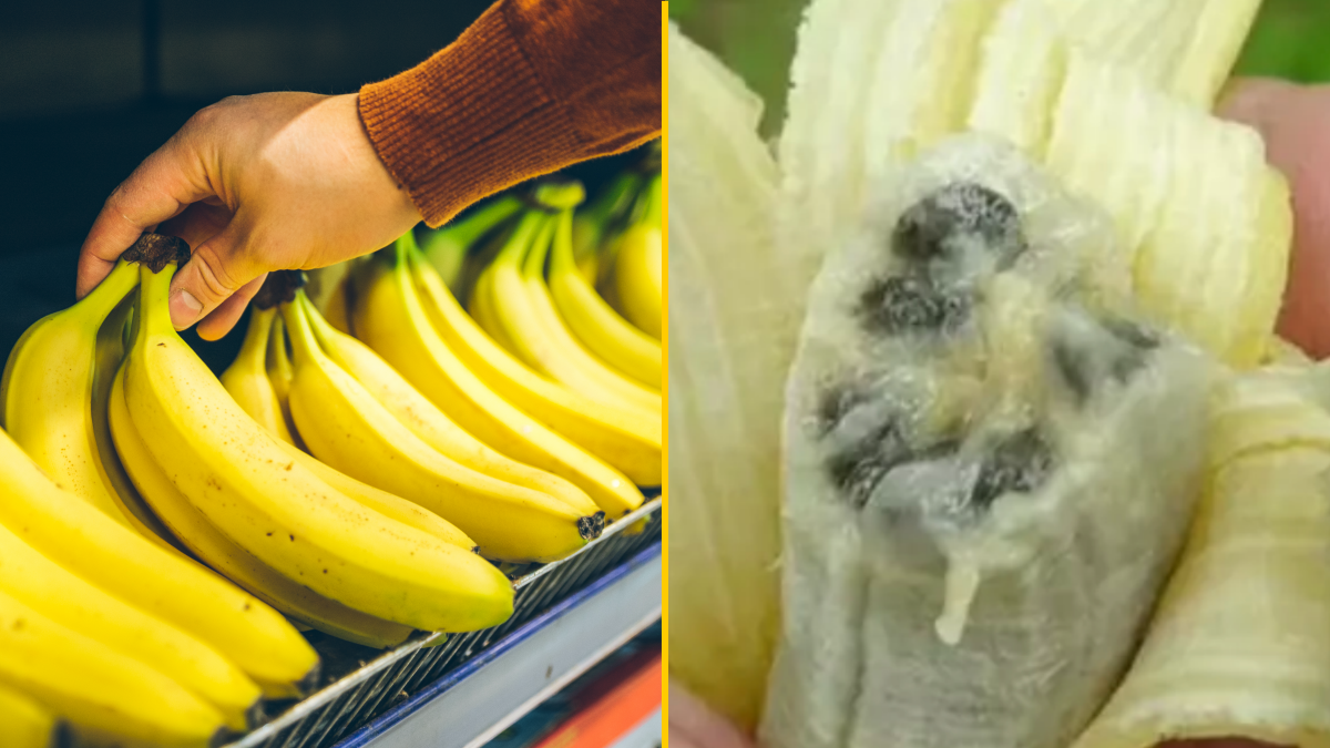 Scientists warn bananas may go extinct as disease ravages the world's ...