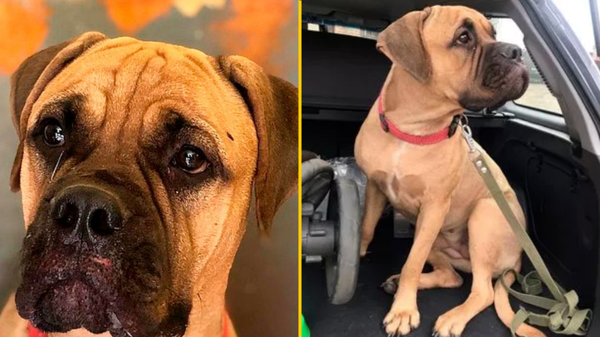 One of the greatest ever episodes of The Simpsons is going to be given ...