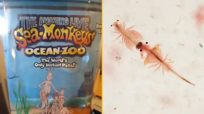 Dark truth behind iconic childhood staple Sea Monkeys
