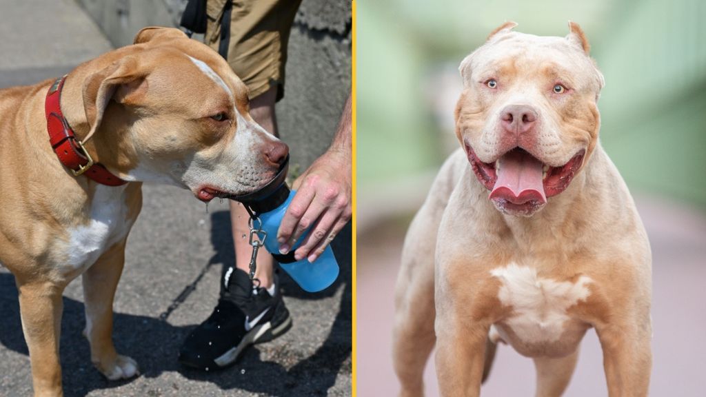 Government calls for American XL bullys to be banned after girl, 11 ...