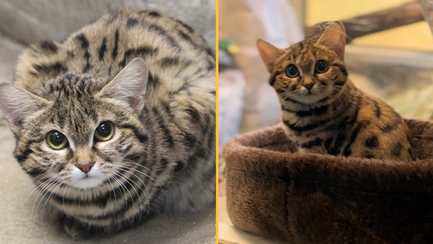 World’s deadliest cat has found a new home