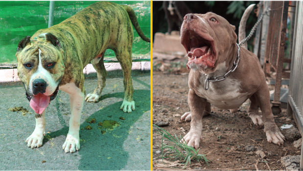 Brits looking at ‘ancient’ dog with bite stronger than a lion’s after ...