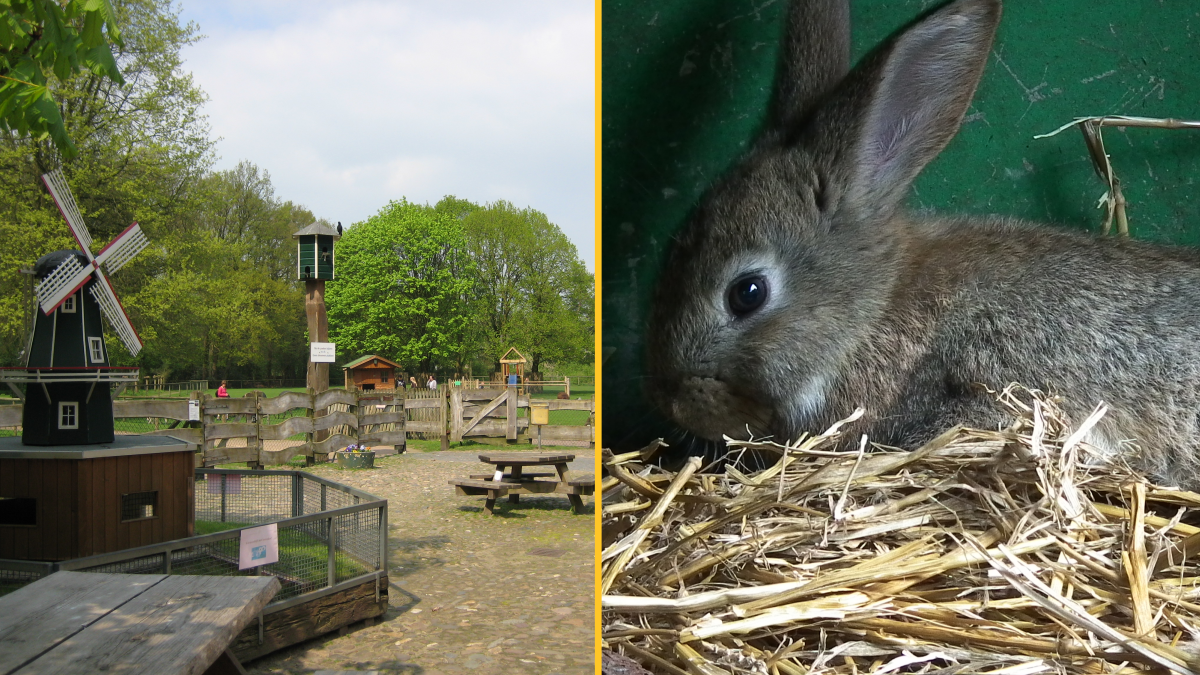 Nine-year-old boy who strangled nine rabbits to death at a zoo will not ...