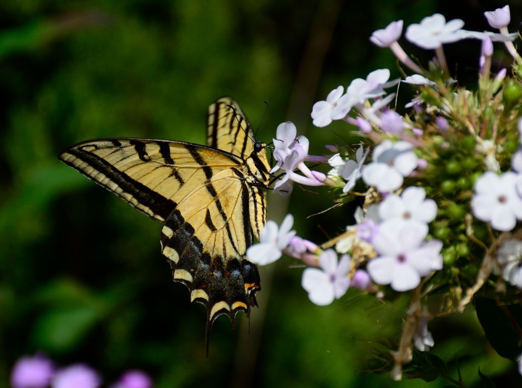 The JOE Friday Pub Quiz: week 395