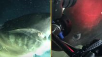 Footage shows sub coming across 'deep-sea monster' that existed before ...