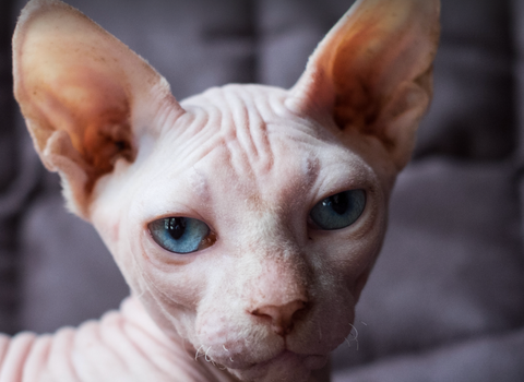 Expert issues warning over the rise of 'mutant' XL Bully cats - JOE.co.uk