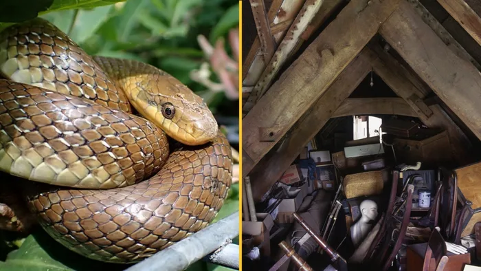 Invasive two-metre-long snakes are surviving in attics and walls of ...
