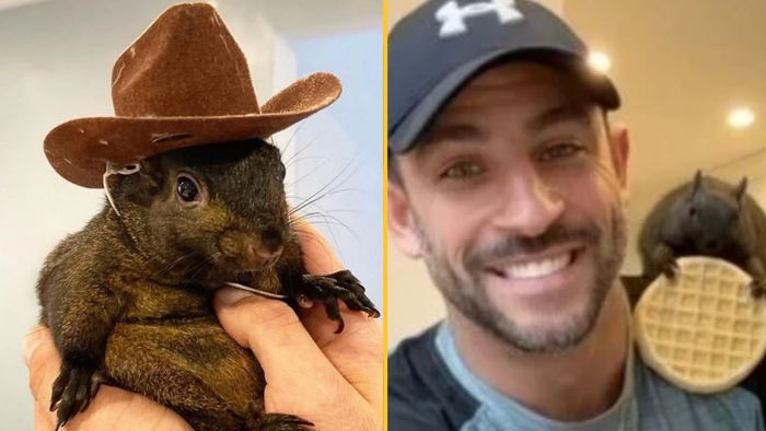 Instagram-famous squirrel euthanised after being forcefully taken from ...