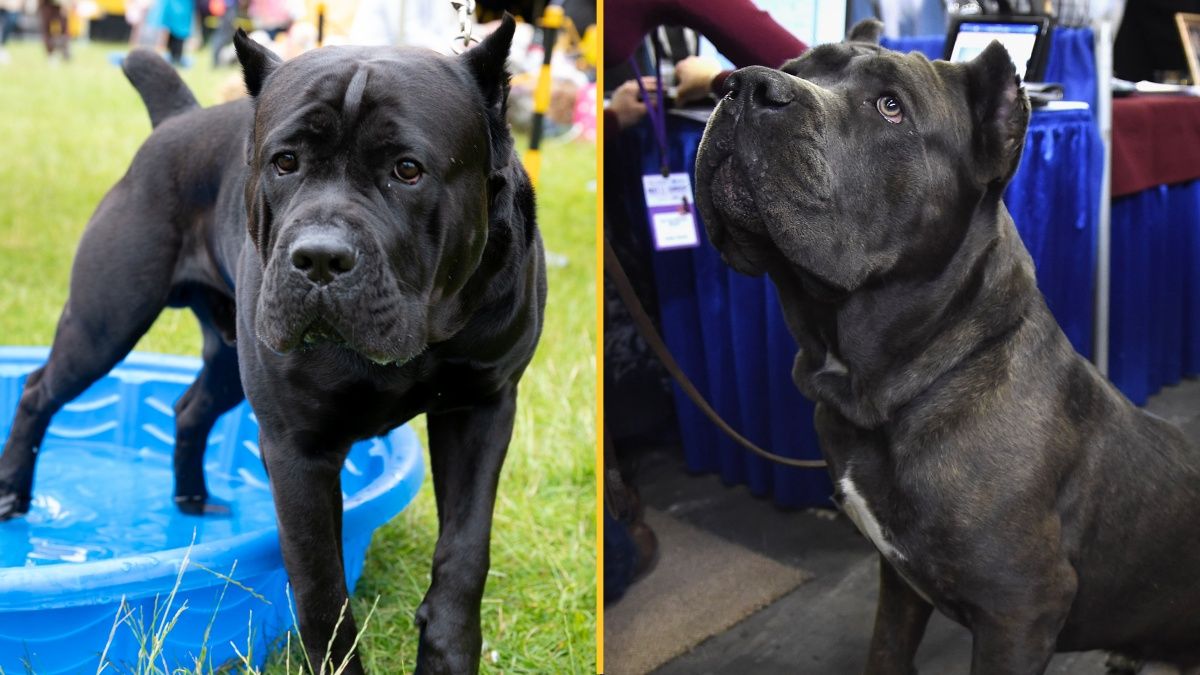 Front-facing Peppa Pig is a mutant who will haunt your dreams tonight ...