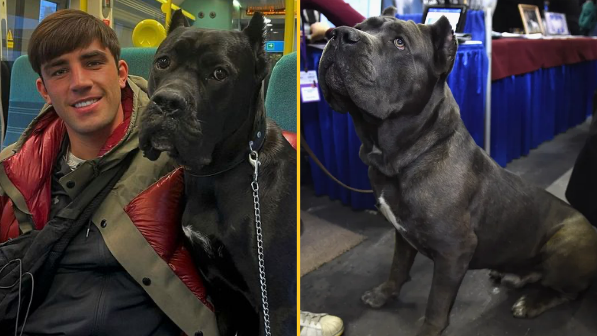 All you need to know about the Cane Corso as Jack Fincham jailed for ...